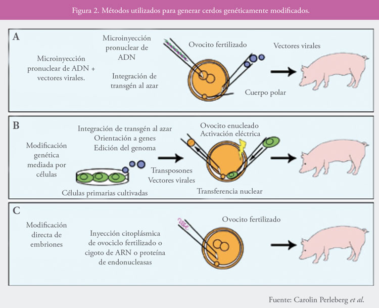 Cerdos transgénicos: beneficio para la producción, salud animal y ...