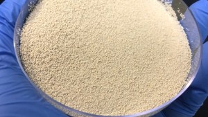 DSM lanza nueva generación de fitasa para aves y cerdos - Actualidad ...