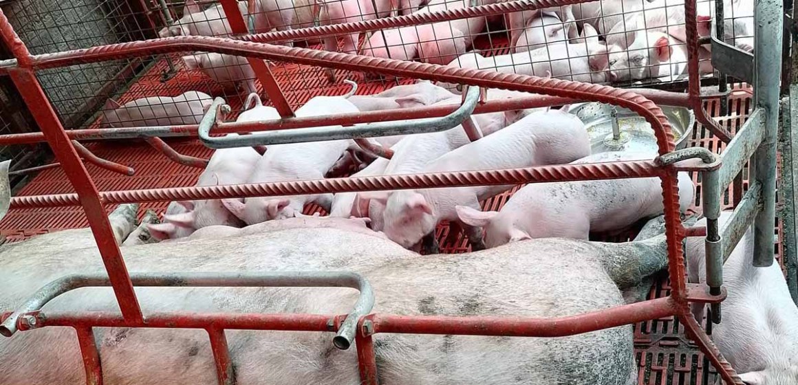 Camadas grandes: manejo de la marrana y su camada - Actualidad Porcina