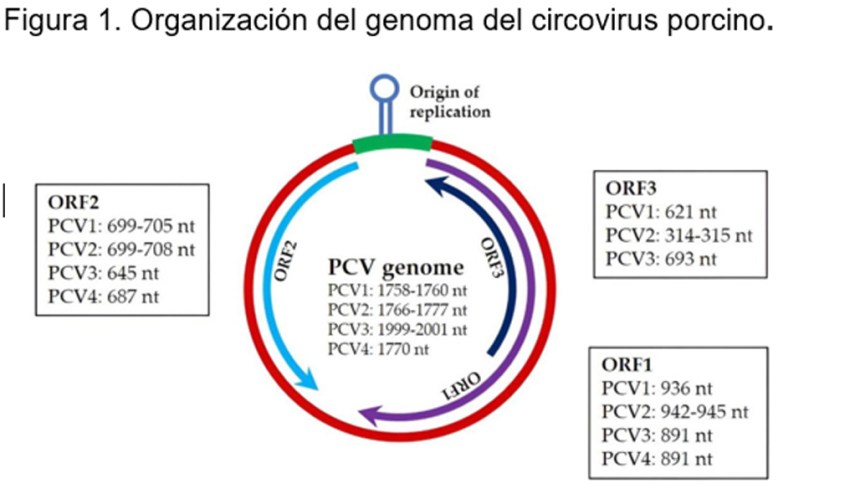 ¿Qué sabemos del Circovirus Porcino y cuál es su importancia en nuestro ...