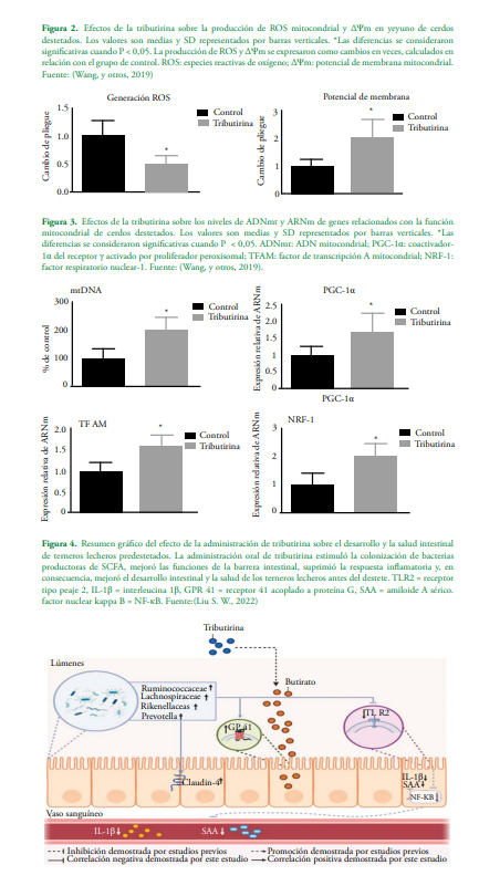 Importancia de la tributirina en la flora intestinal y el rendimiento ...