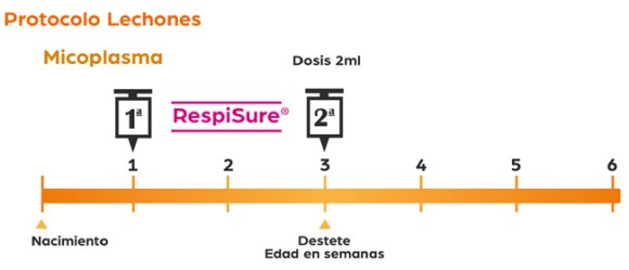 Neumonía Enzoótica por Mycoplasma hyopneumoniae y la vacunación como ...