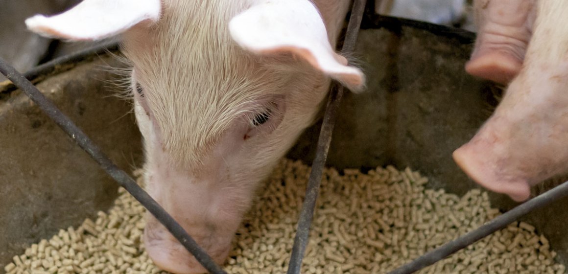 Fitogénicos: Aditivos naturales para una alimentación saludable y ...